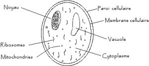 La levure biologique industrielle – LE PETIT BOULANGER